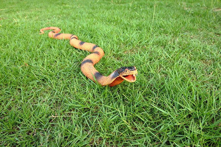 Snake in the GRAS – Truth in Labeling Campaign Blog